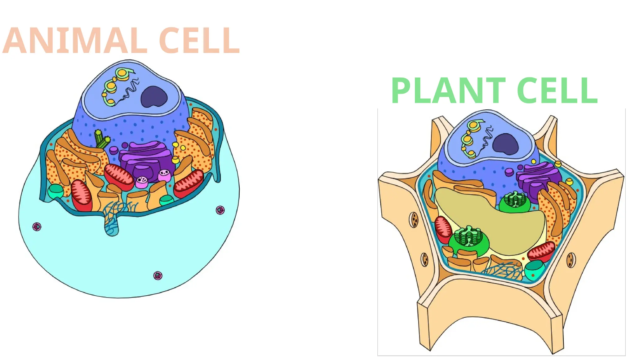 Parts and Functions of Animal and plant cells - Science 7 | PPTX