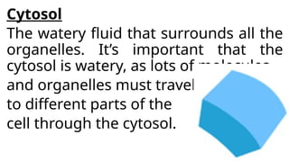 Parts and Functions of Animal and plant cells - Science 7 | PPTX