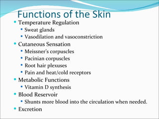 Functions Of The Skin