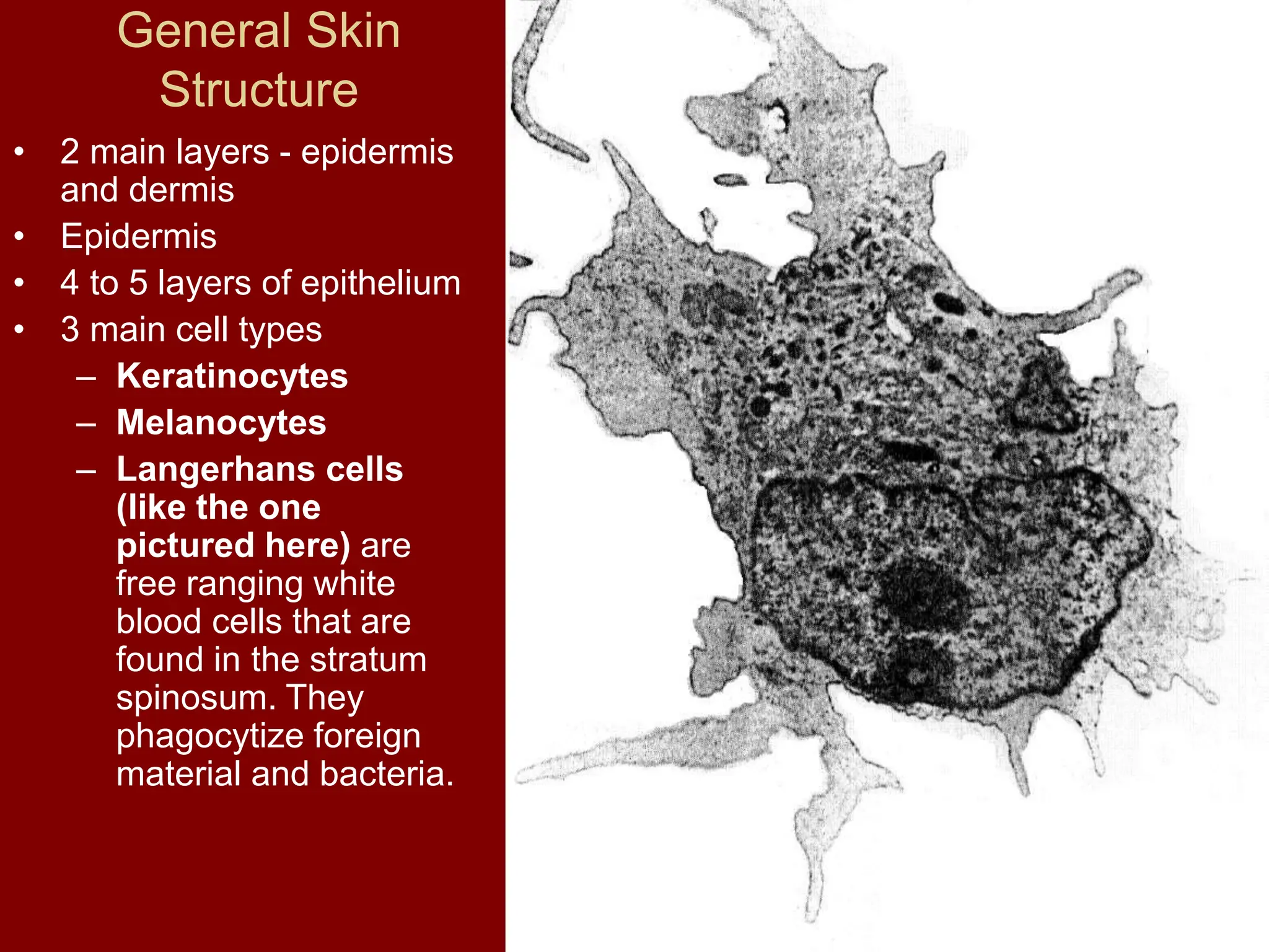Functions of Skin.ppt