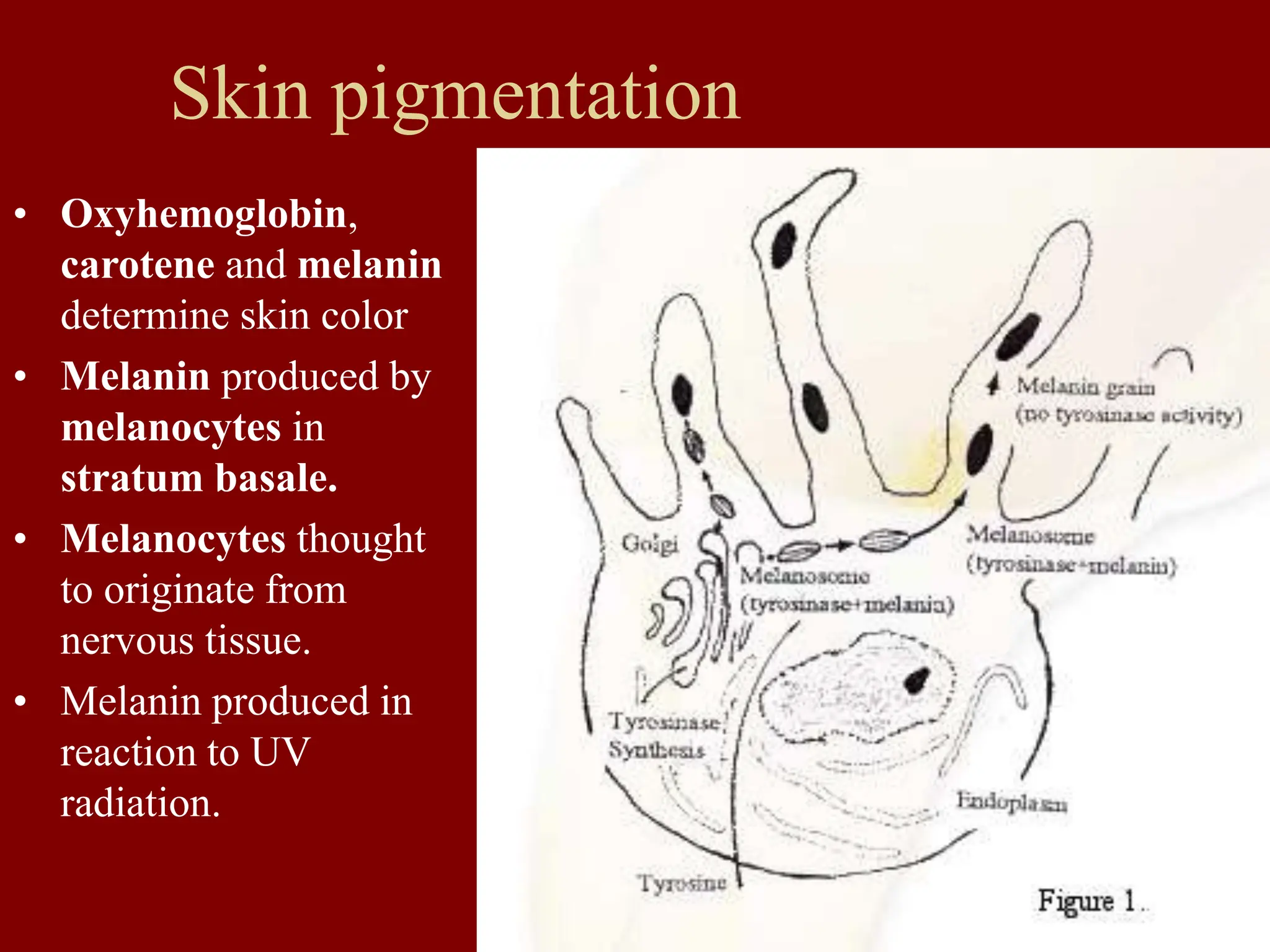 Functions of Skin.ppt