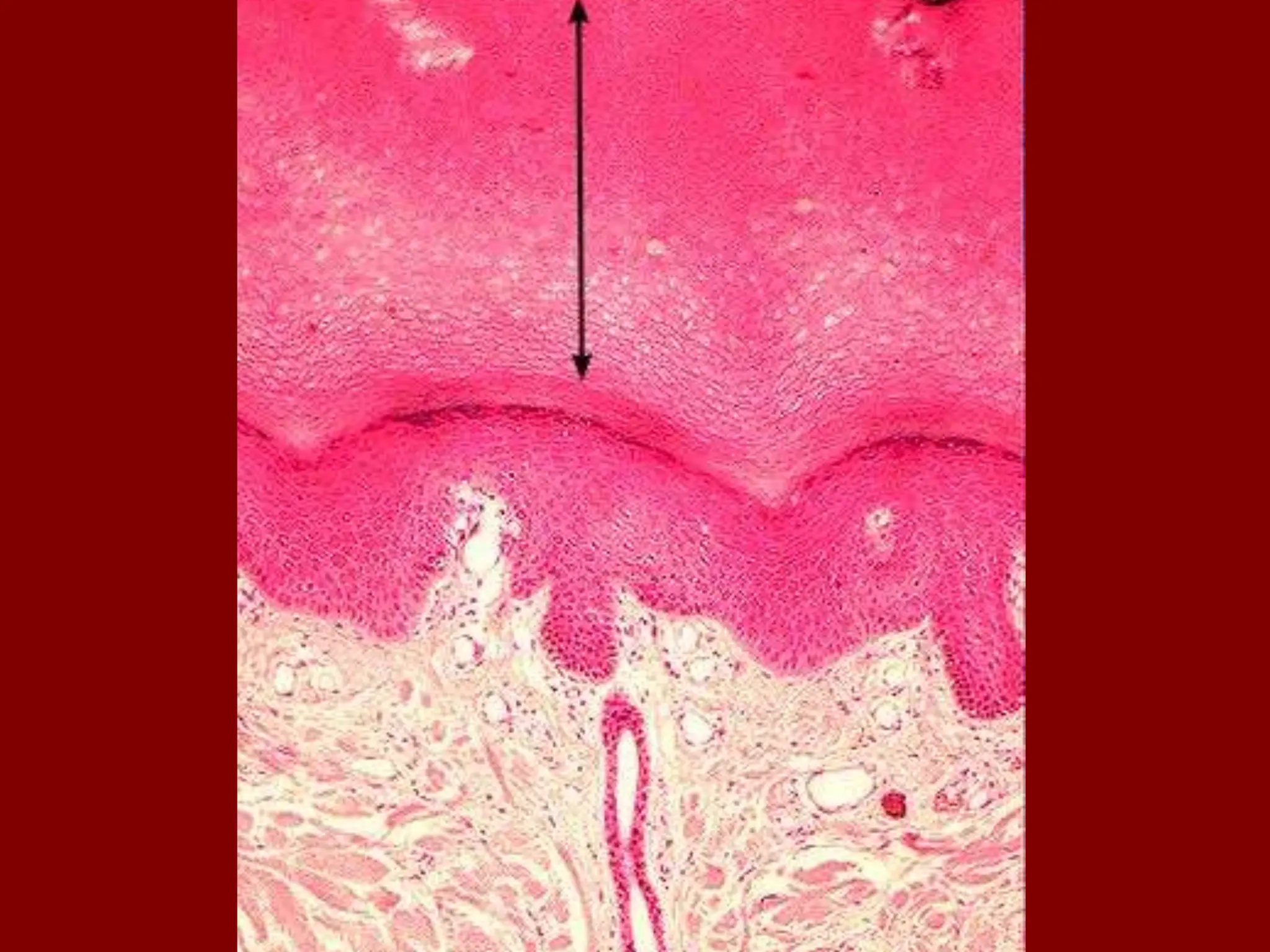 Functions of Skin.ppt