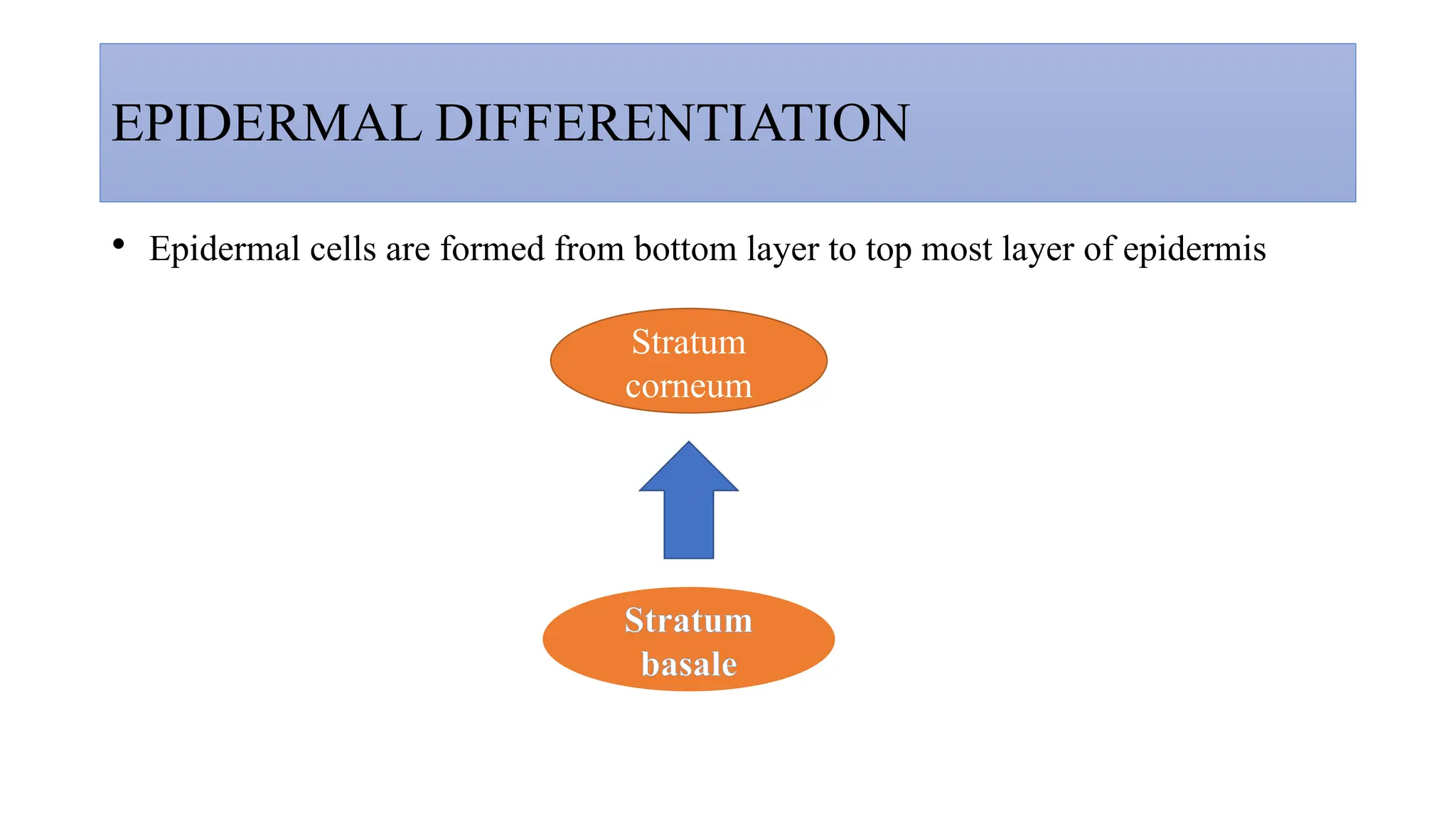 FUNCTIONS OF SKIN,CELL KINETICS AND EPIDERMOPIOESIS.pptx