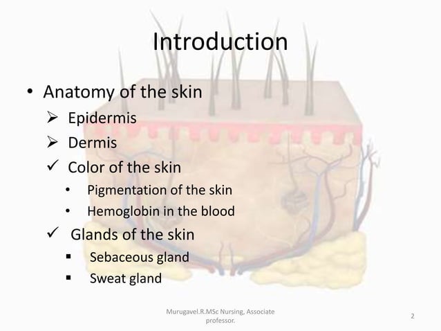 Functions of skin regulation of body temperature | PPTX