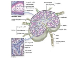 Functions of spleen and lymph nodes | PDF