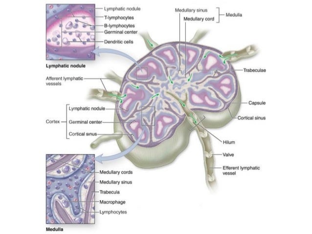 Functions of spleen and lymph nodes
