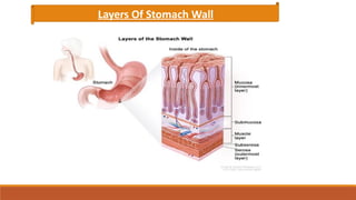 Functions of Stomach and GFT.pptx Gastric Function test | PPTX