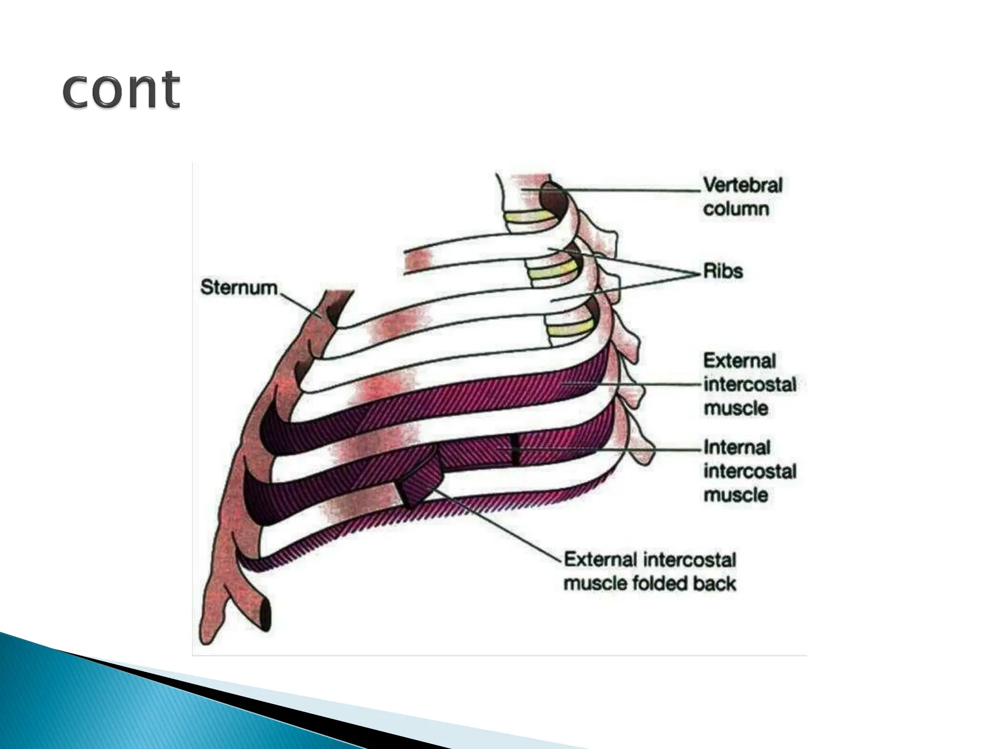 FUNCTIONS OF THE BRONCHIOLES And it's uses PDF.pdf