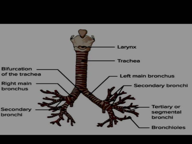 FUNCTIONS OF THE BRONCHIOLES And it's uses PDF.pdf