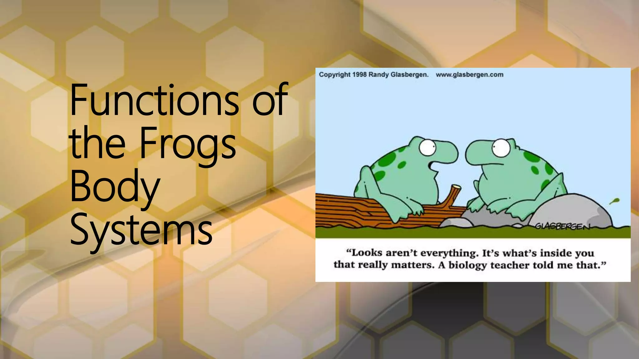 Functions of the frogs body systems | PPTX