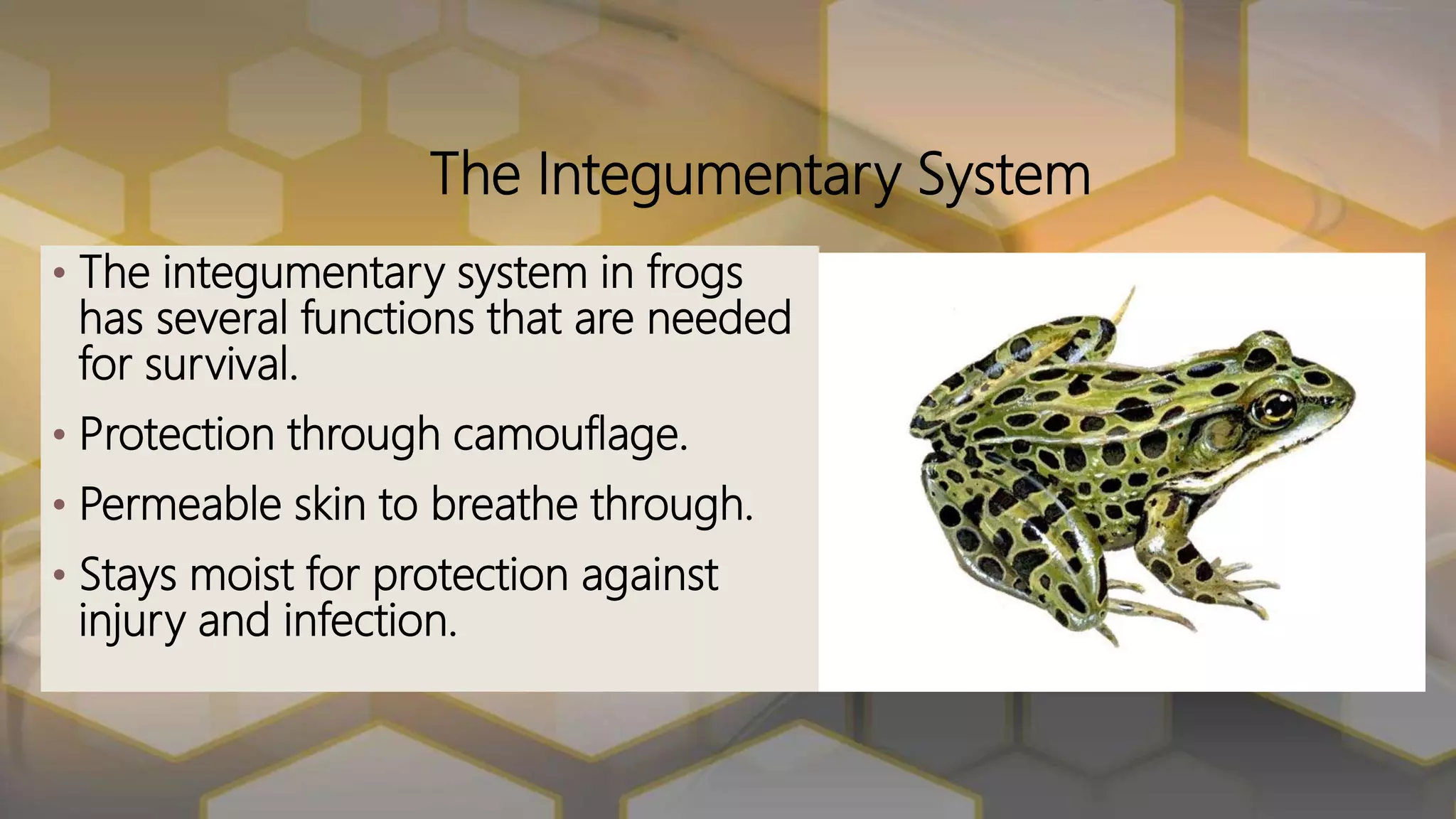 Functions of the frogs body systems | PPTX