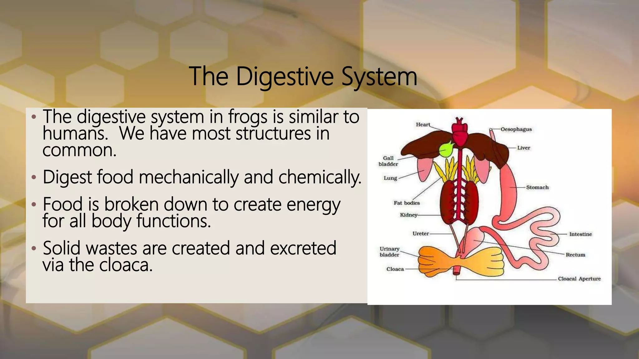 Functions of the frogs body systems | PPTX