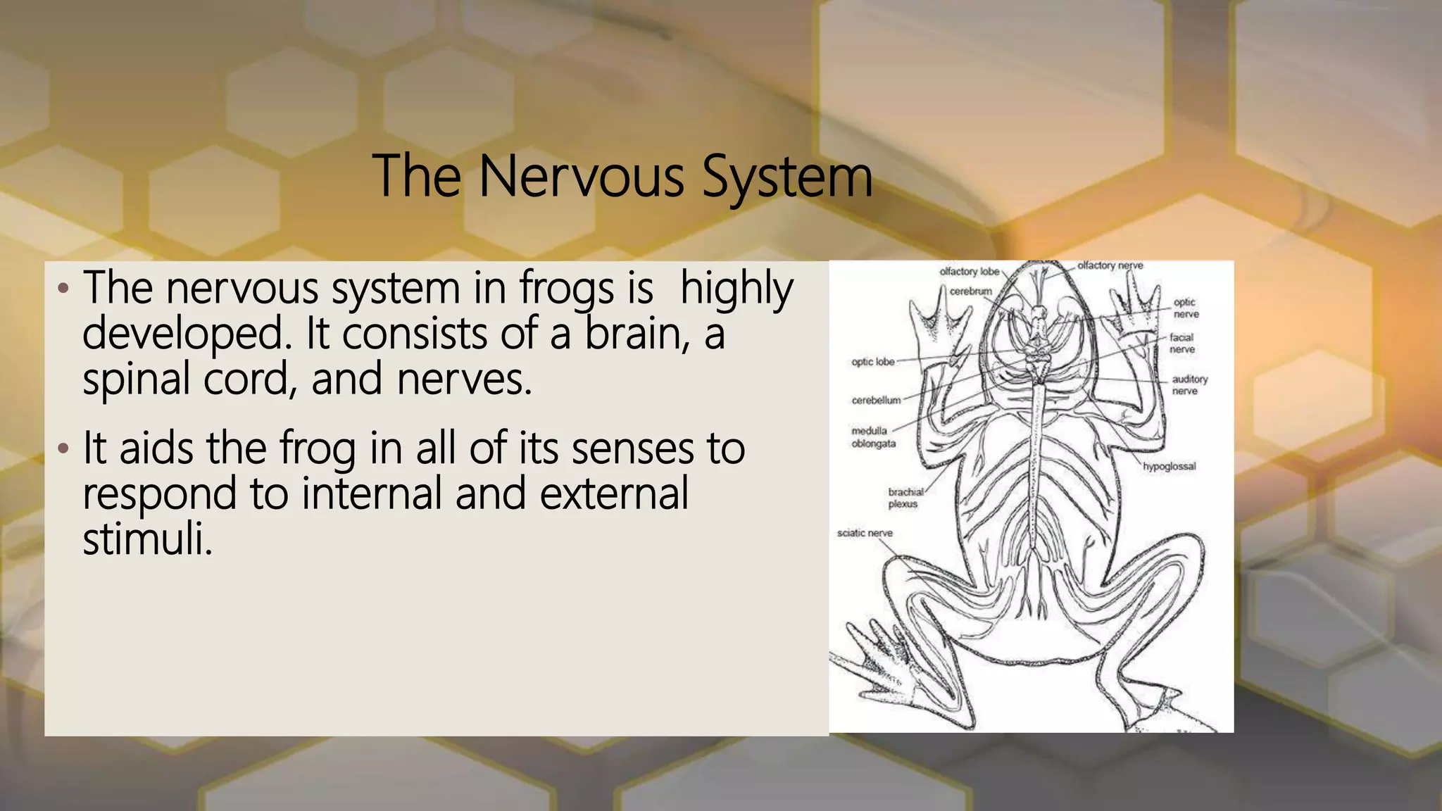 Functions of the frogs body systems | PPTX