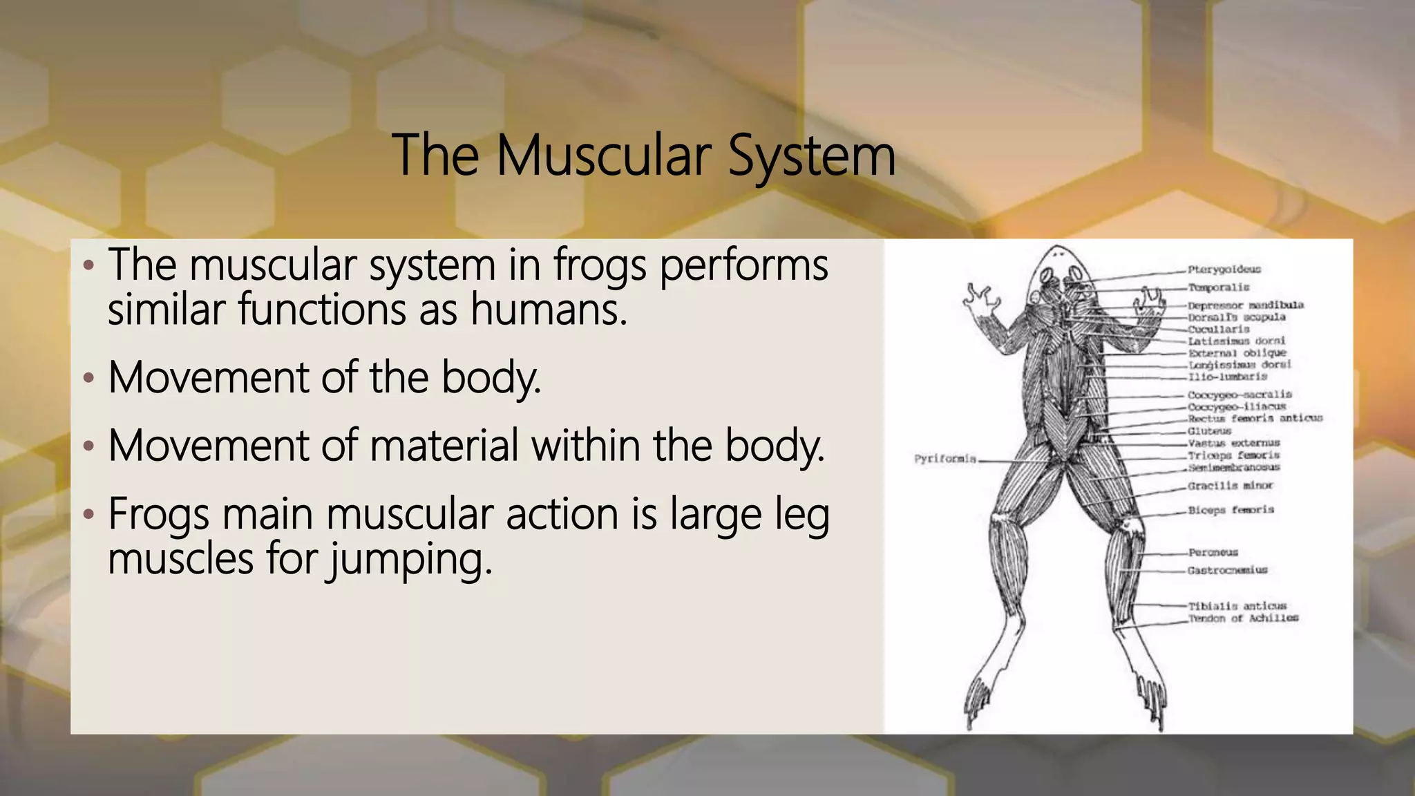 Functions of the frogs body systems | PPTX