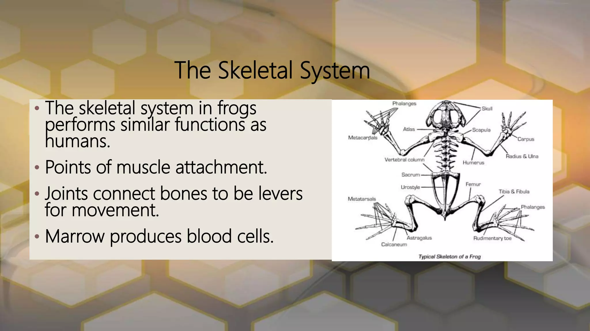 Functions of the frogs body systems | PPTX