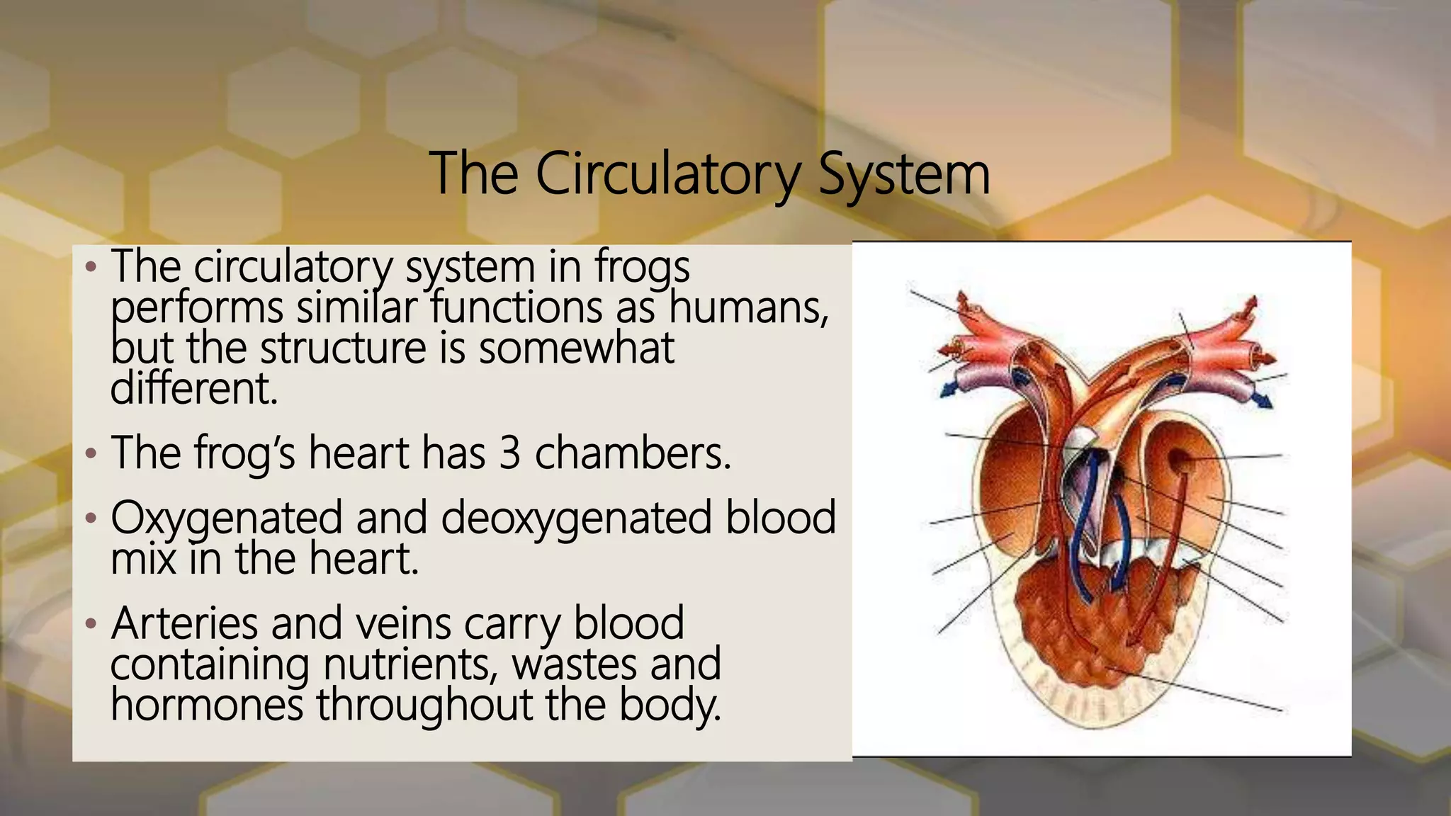 Functions of the frogs body systems | PPTX