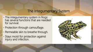 Functions of the frogs body systems | PPTX