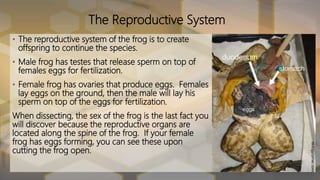 Functions of the frogs body systems | PPTX