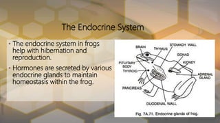 Functions of the frogs body systems | PPTX
