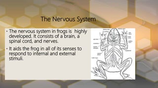 Functions of the frogs body systems | PPTX
