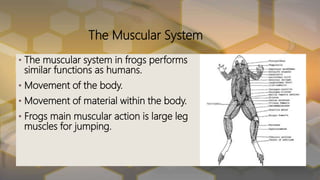Functions of the frogs body systems | PPTX