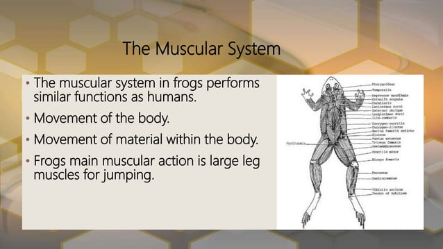 Functions of the frogs body systems | PPT
