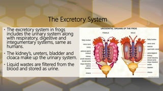 Functions of the frogs body systems | PPTX