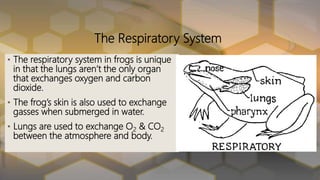 Frog Respiratory System