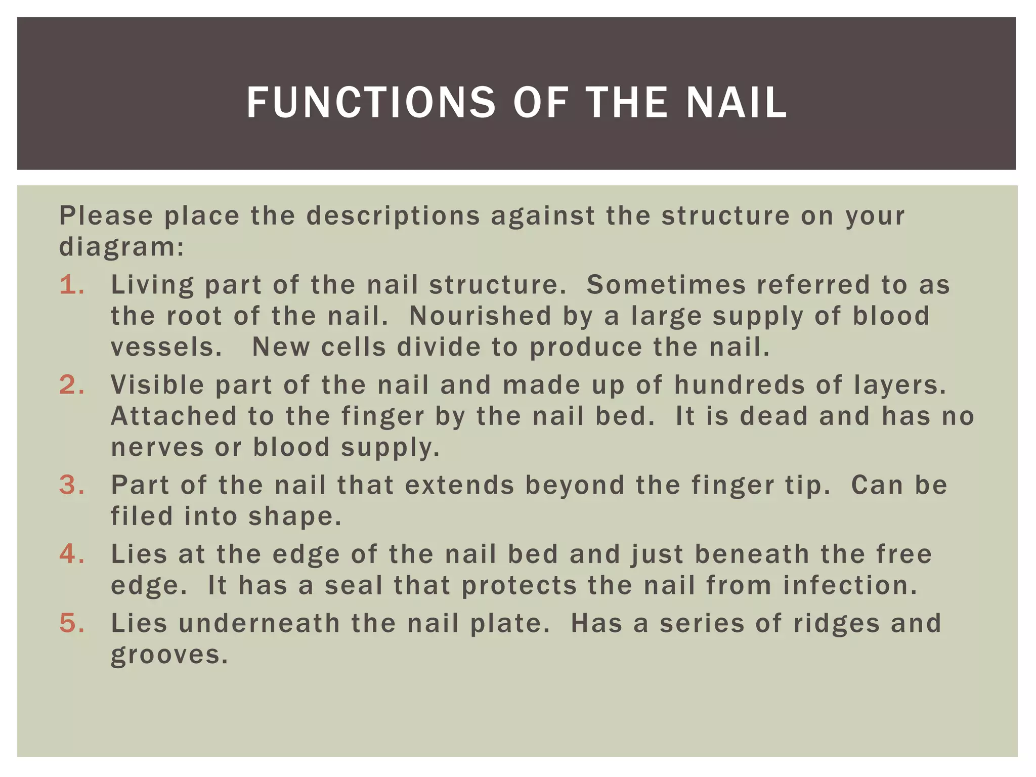Functions of the nail | PPTX