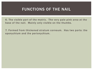 Functions of the nail | PPTX