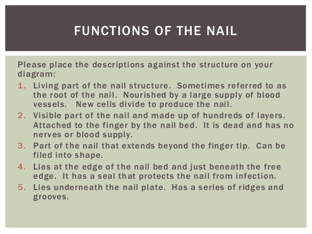 Functions of the nail