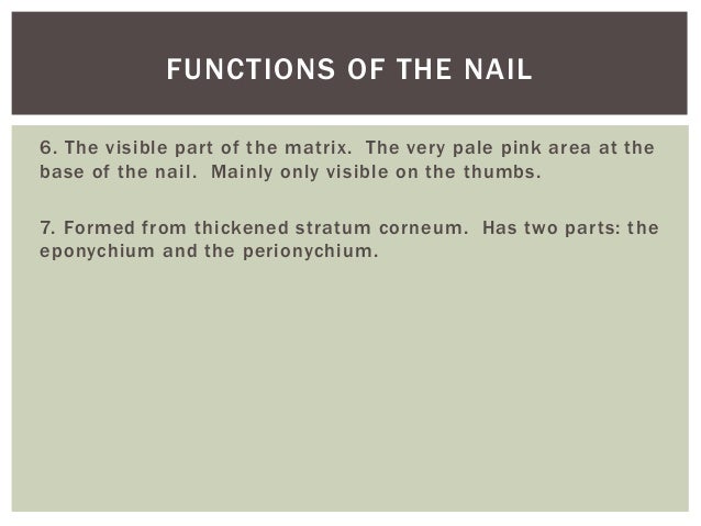 Functions of the nail