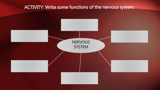 Functions of the nervous system (lesson 7) | PPTX