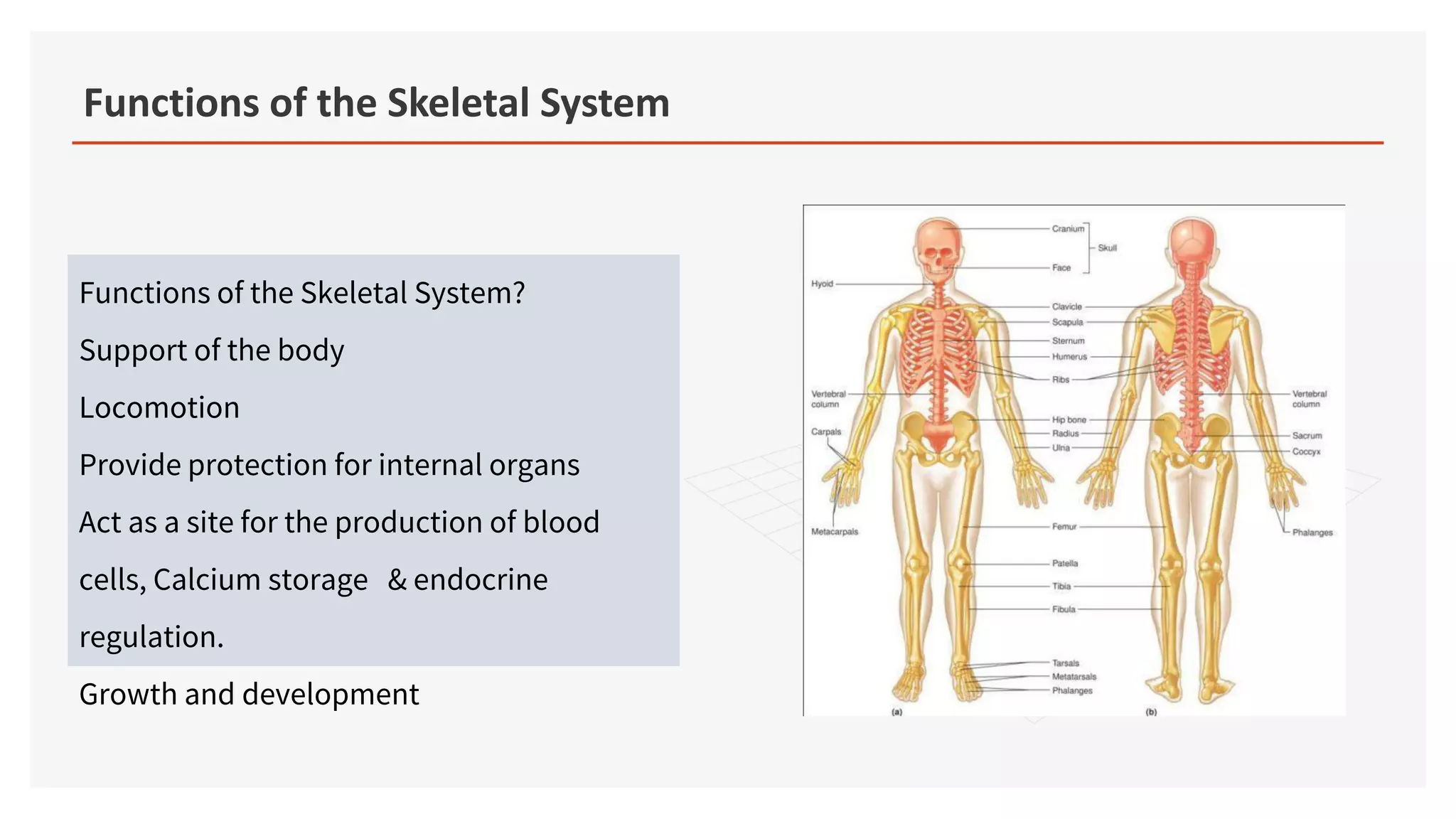 Functions of the skeletal system | PDF