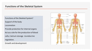 Functions of the skeletal system | PDF
