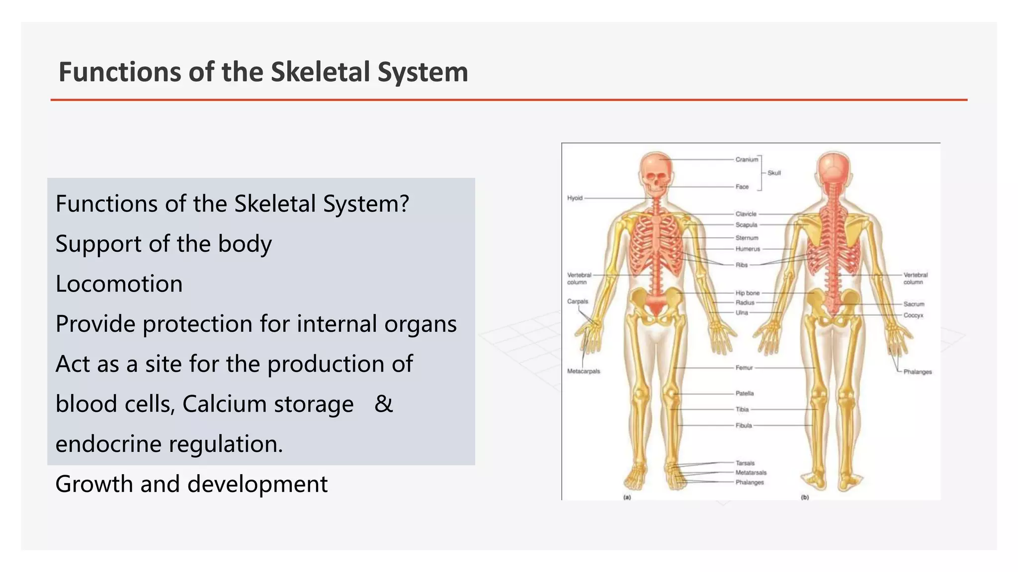 Functions of the Skeletal System | PPT
