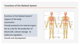 Functions of the Skeletal System | PPT