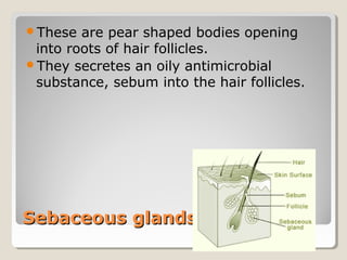 Functions of the skin, hair, glands | PPT