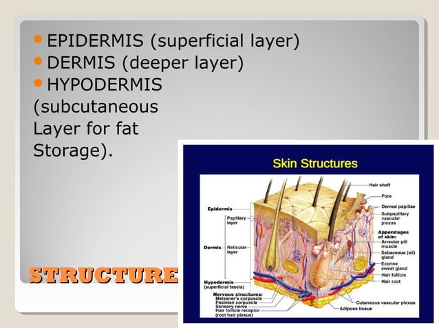 Functions of the skin, hair, glands | PPT