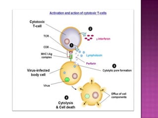 Functions of T Lymphocytes | PPTX