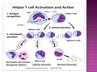 Helper T Cells Function