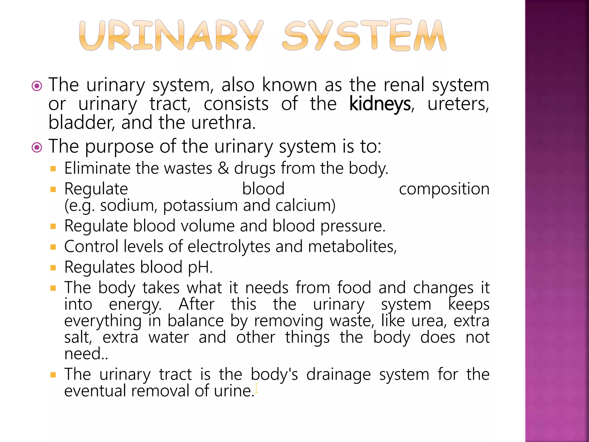Functions of urinary system, Kidney & Nephron | PPT