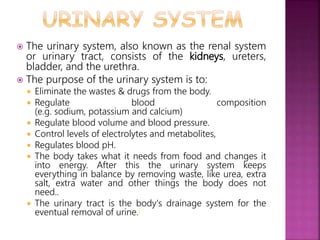 Functions of urinary system, Kidney & Nephron | PPT