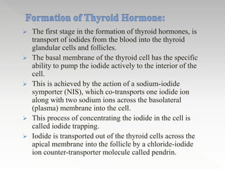 Functios of thyroid hormones | PPTX