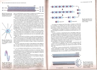 Fundamentos de Biología Celular y Molecular De Robertis | PDF
