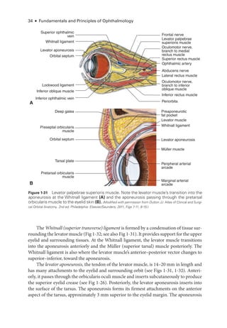 fundamental AAO .pdf