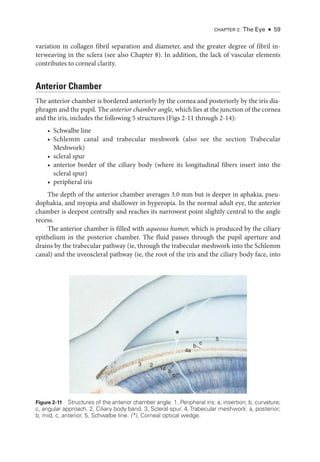 fundamental AAO .pdf