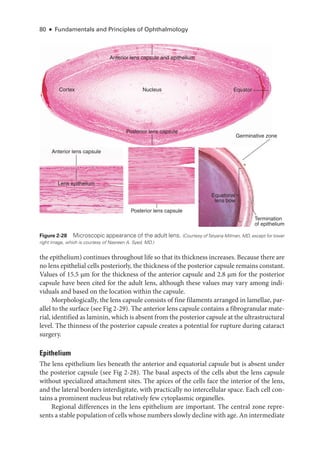 fundamental AAO .pdf