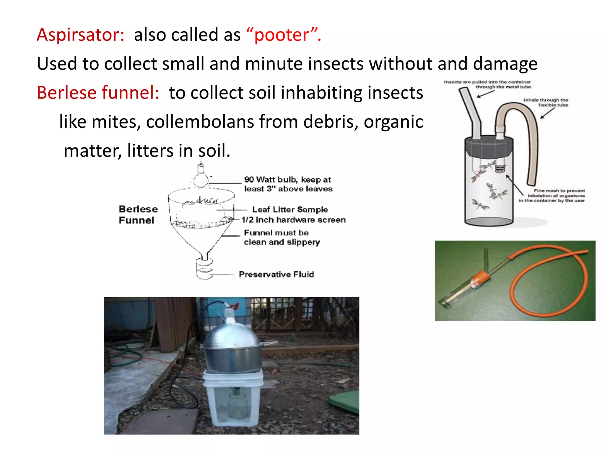 Fundamental entomology- sushmetha | PPTX