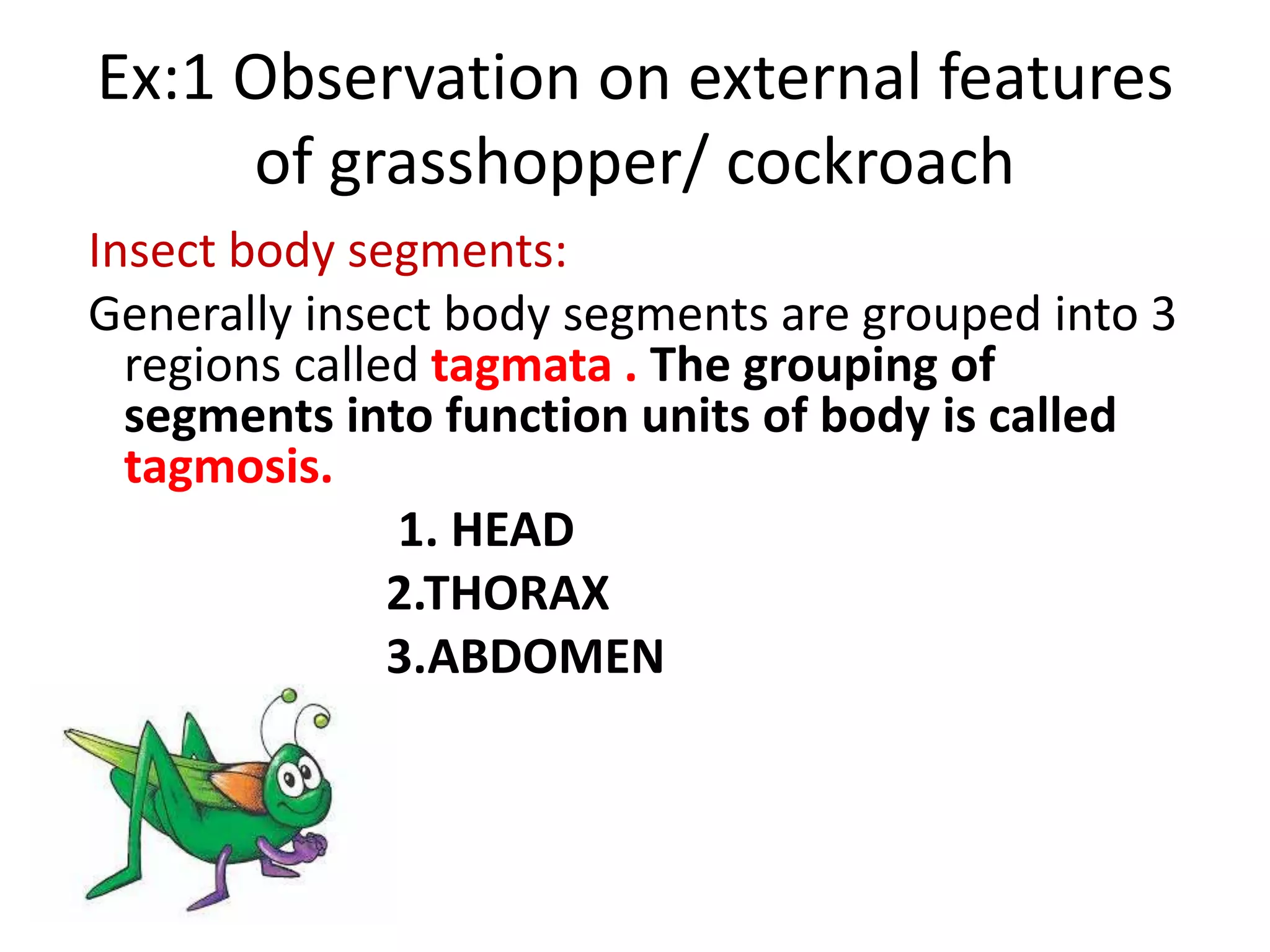Fundamental entomology- sushmetha | PPTX